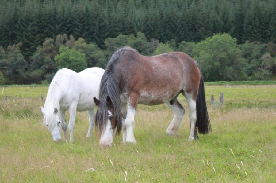 Tulloch Farm Luxury self-catering Fort William, ponys